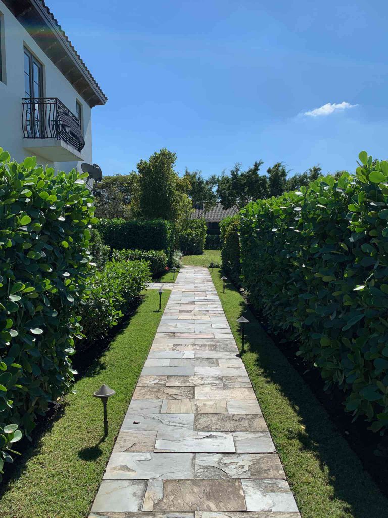 » Clusia Hedge | Landscape Company In Wellington, FL & Palm Beach ...