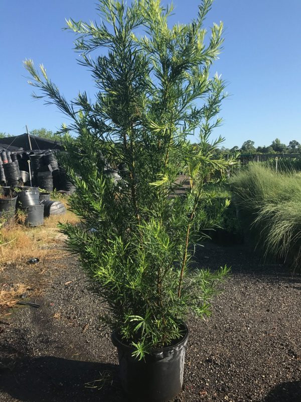 » Podocarpus | Landscape Company In Wellington, FL & Palm Beach, FLBlog ...